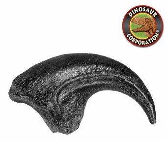 Wholesale Allosaurus Claw | Dinosaur Fossil Replica