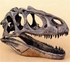 Allosaurus Skull For Sale | Dinosaur Corporation