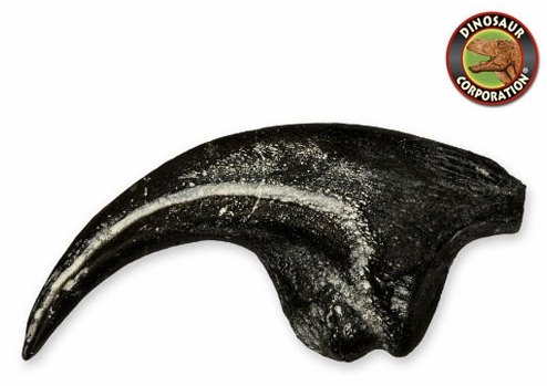 Allosaurus Claw For Sale | Fossil Replica