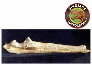 Americon Lion ULNA For Sale | Dinosaur Corporation