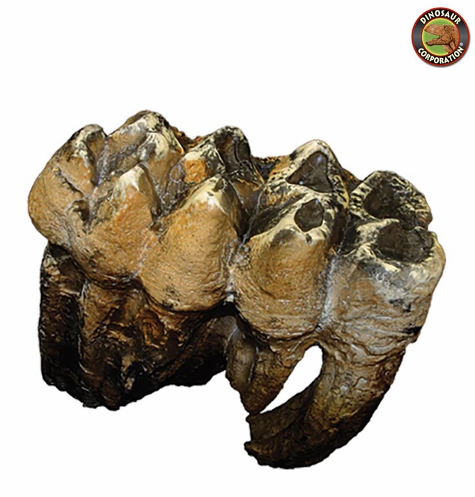 American Mastodon Tooth For Sale | Dinosaur Corporation