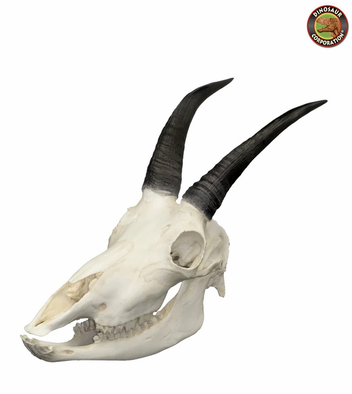American Mountain Goat Skull For Sale | Dinosaur Corporation