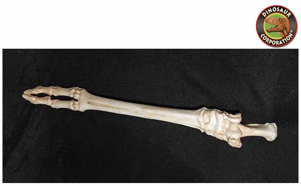 American Pronghorn Hind foot For Sale | Dinosaur Corporation