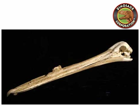 American White Pelican Skull | Dinosaur Corporation