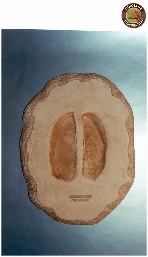 Arabian Oryx Footprint | Dinosaur Corporation