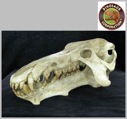 Entelodont Skull