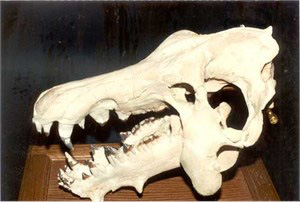 Entelodont Skeleton