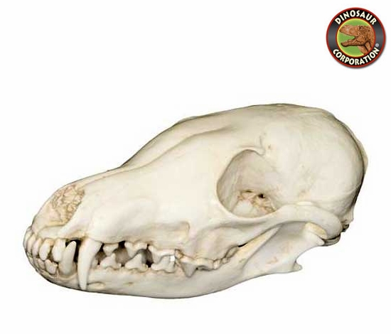 Arctic Fox Skull Male For Sale | Dinosaur Corporation