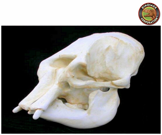 Asian Elephant Skull For Sale | Dinosaur Corporation
