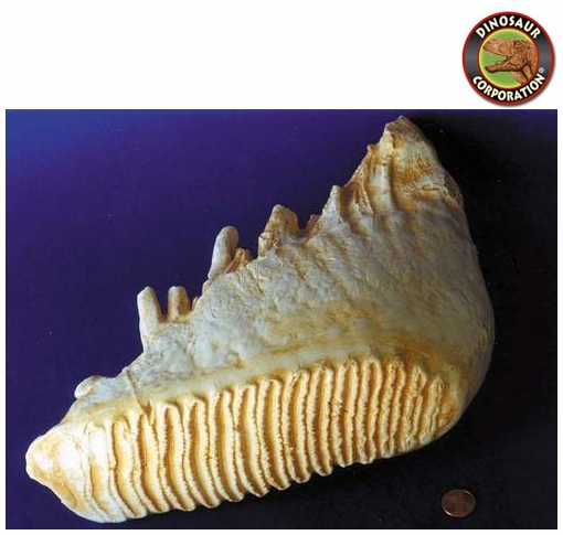 Asian Elephant Tooth | Dinosaur Corporation