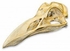 Great Auk Skull for Sale | Dinosaur Corporation