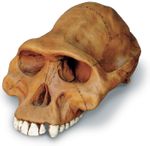 Prehistoric Man Skulls | Hominid Skulls | Dinosaur Corporation