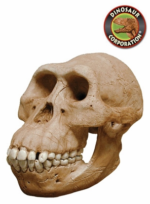 Australopithecus afarensis Skull