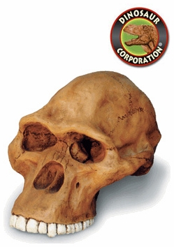 Australopithecus africanus Cranium
