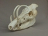 Babirusa Skull For Sale | Dinosaur Corporation