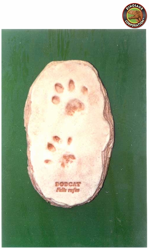 Baby Bobcat Footprint