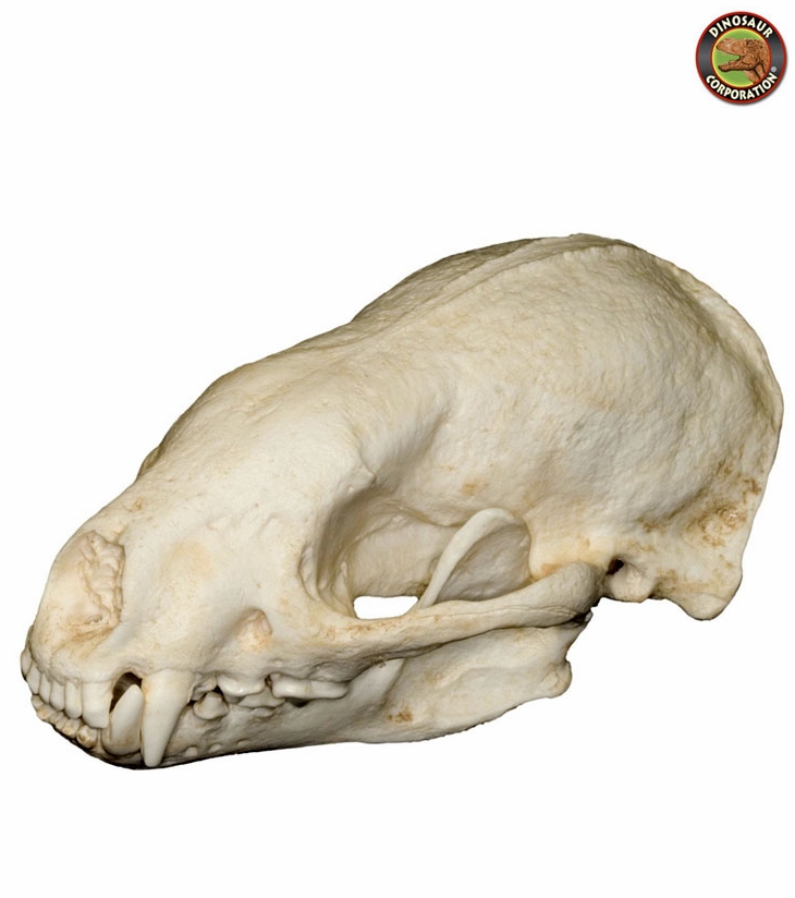 Badger Honey Skull | Dinosaur Corporation