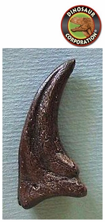 Bahariasaurus Claw | Dinosaur Corporation