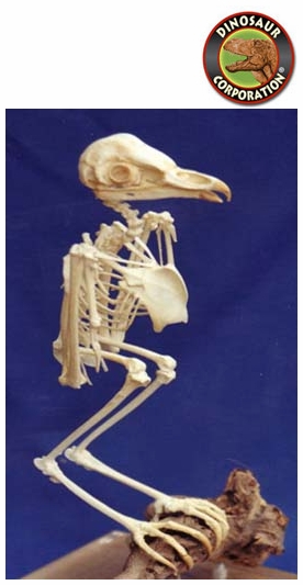 Great Horned Owl Skeleton