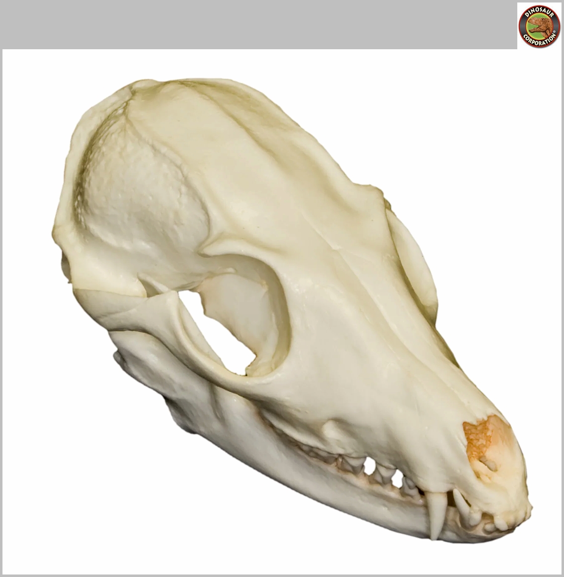 Bat-eared Fox Skull For Sale | Dinosaur Corporation