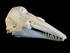 Beluga Whale Skull For Sale | Dinosaur Corporation