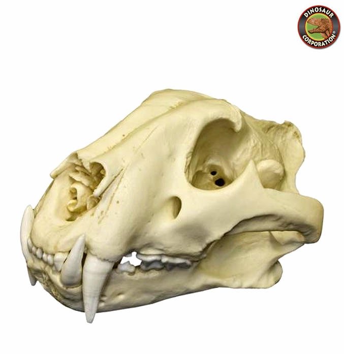 Bengal Tiger Skull For Sale | Dinosaur Corporation