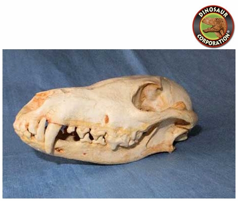 Black Backed Male Jackal Skull (Male) for Sale | Dinosaur Corporation