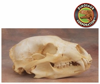 Black Bear Skull For Sale | Dinosaur Corporation