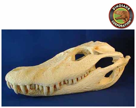 Black Caiman Skull For Sale