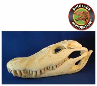 Black Caiman Skull