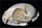 Felidae Skulls For Sale | Dinosaur Corporation