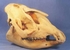 Brazilian Tapir Skull For Sale | Dinosaur Corporation