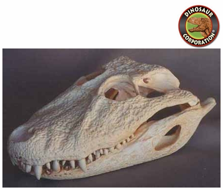 Broad Nosed Caiman Skull For Sale