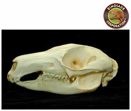 Brush-Tailed Rock Wallaby Skull For Sale | Dinosaur Corporation