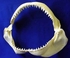 Bull Shark Jaw For Sale