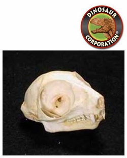 Galago Bush Baby Skull for Sale | Dinosaur Corporation