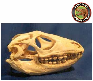 Lizard Skull