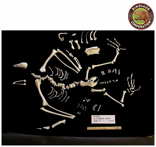 California Condor Skeleton DISARTICULATED For Sale | Dinosaur Corporation