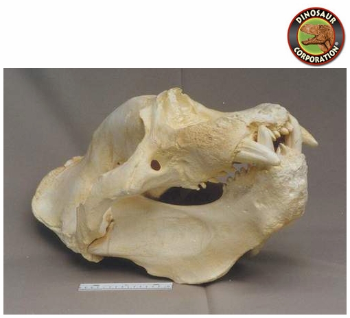 California Elephant Seal Skull For Sale | Dinosaur Corporation