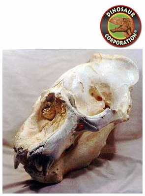 California Elephant Seal Skull Bearded Seal Skull
