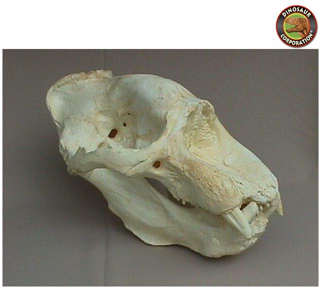 California Elephant Seal Skull For Sale | Dinosaur Corporation