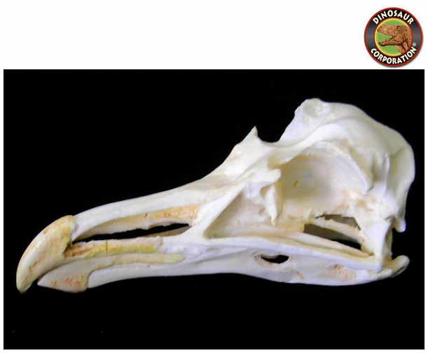 California Gull Skull | Dinosaur Corporation