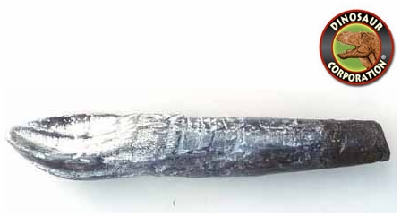 Camarasaurus Tooth | Fossil Replica | Dinosaur Corporation