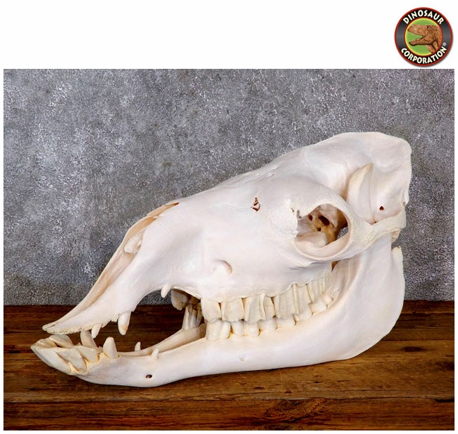 Camel Bactrian Male Skull For Sale | Dinosaur Corporation