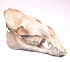 Camel Dromedary Skull For Sale | Dinosaur Corporation