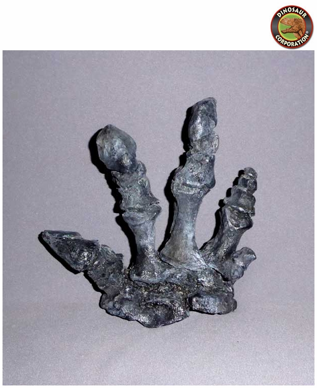 Camptosaurus Dinosaur Hand | Fossil Replica | Dinosaur Corporation