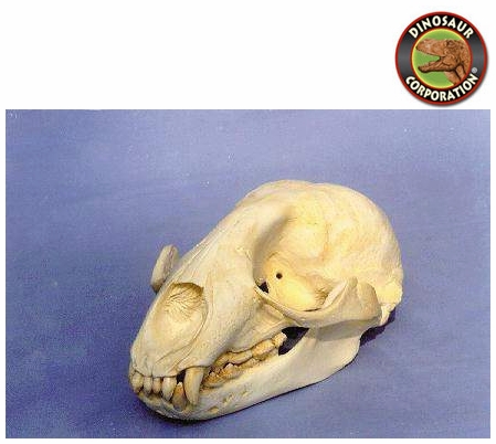 Caribbean Monk Seal Skull For Sale | Dinosaur Corporation