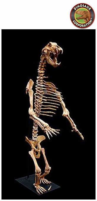 Cave Bear Skeleton