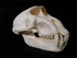 Celebes Crested Macaque Skull For Sale | Dinosaur Corporation