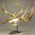 Mammals Skulls | Dinosaur Corporation